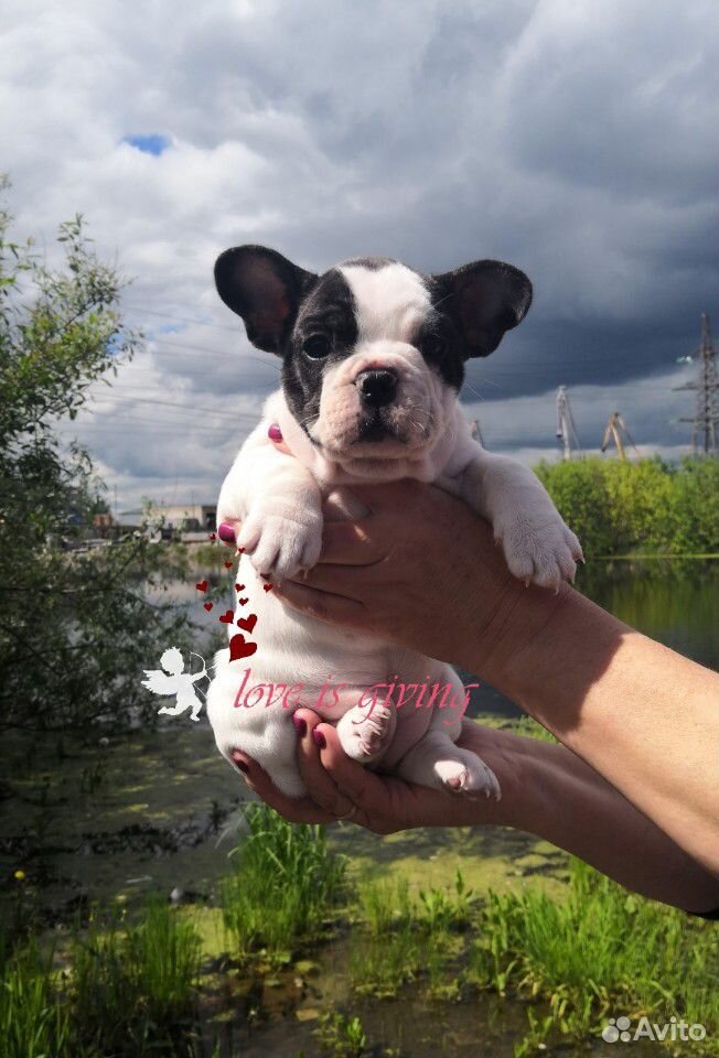 Французский бульдог