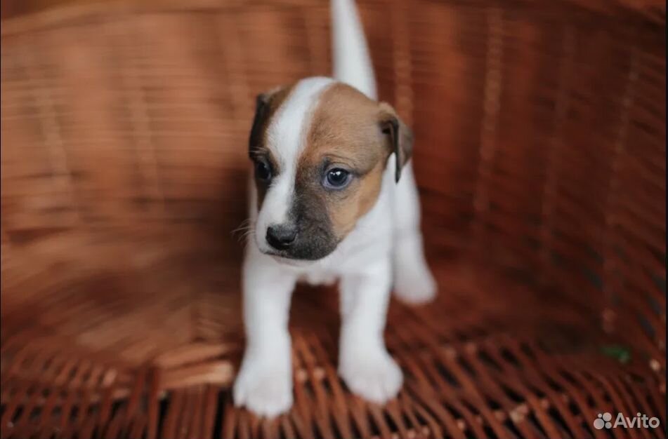 Щенок Джек-Расел терьер