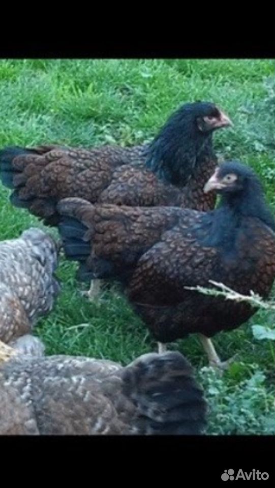 Семья Барневельдер