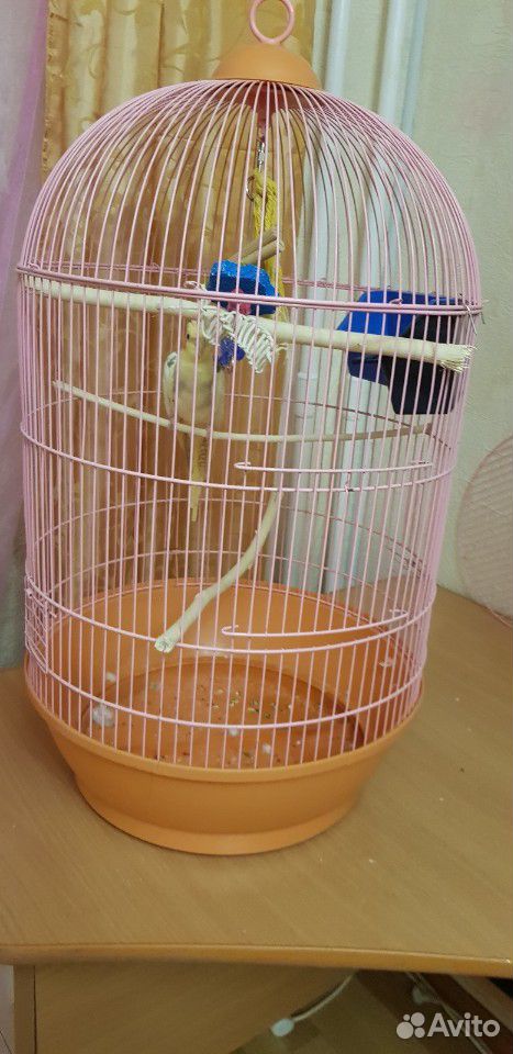 Попугай Корелла