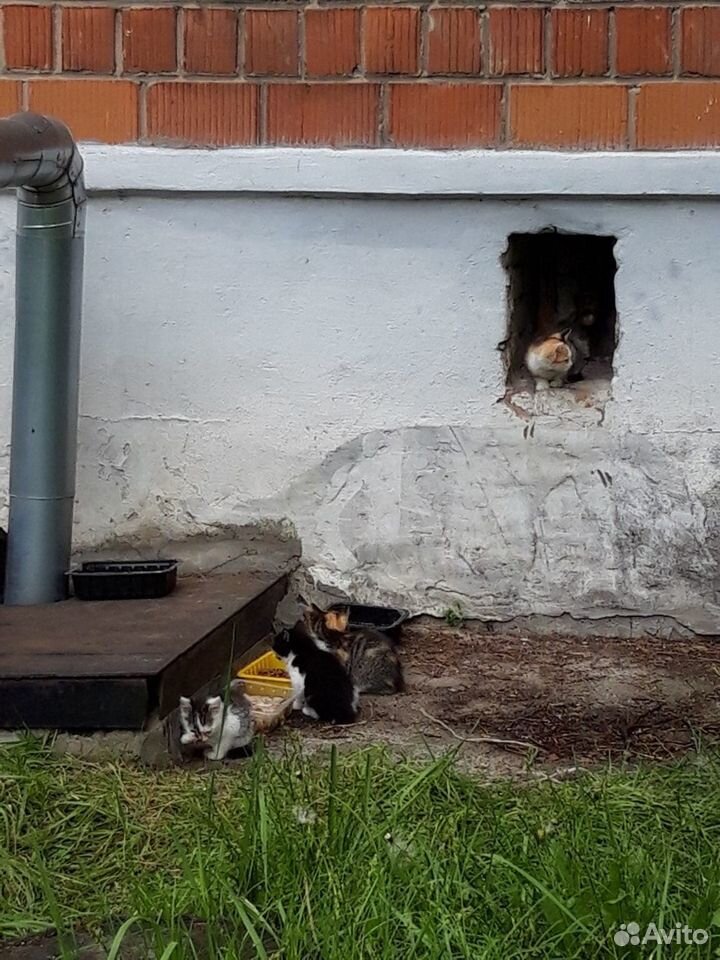 Котодети ищут своих родителей