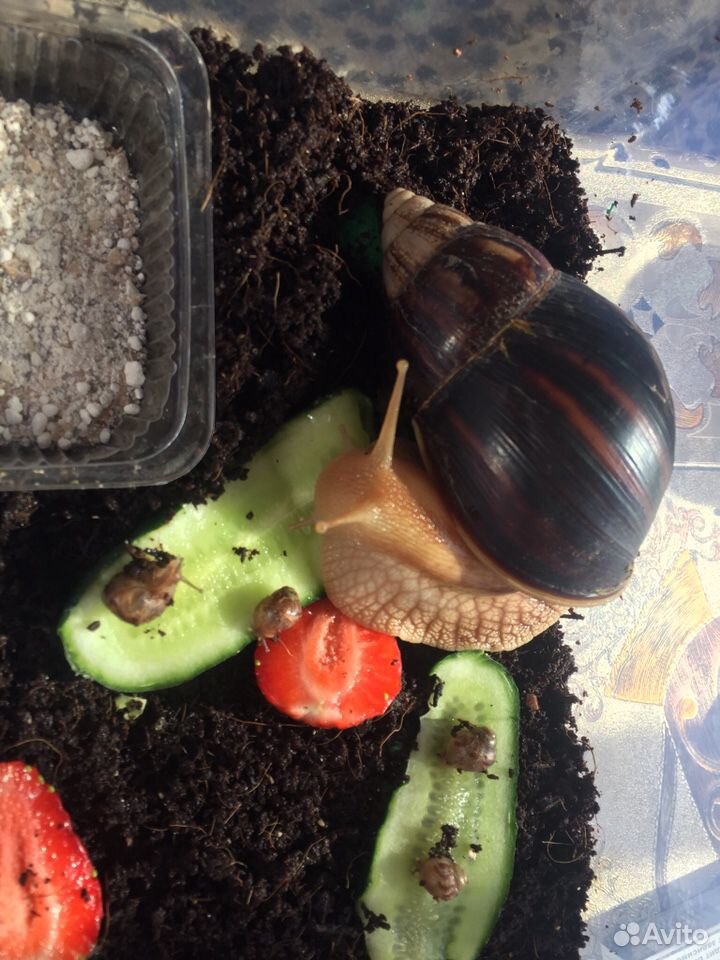 Улитята ахатина иммакулята