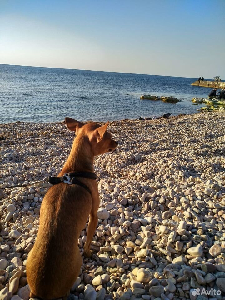 Отдадим в самые хорошие руки Той-Терьера Мини