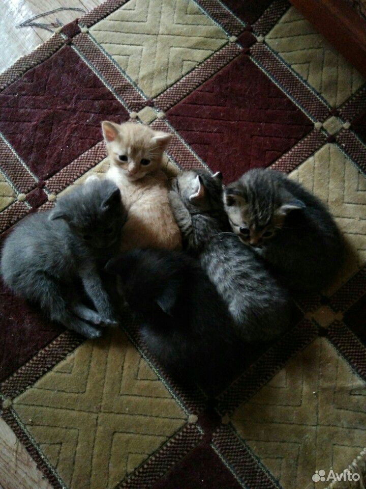 Котята