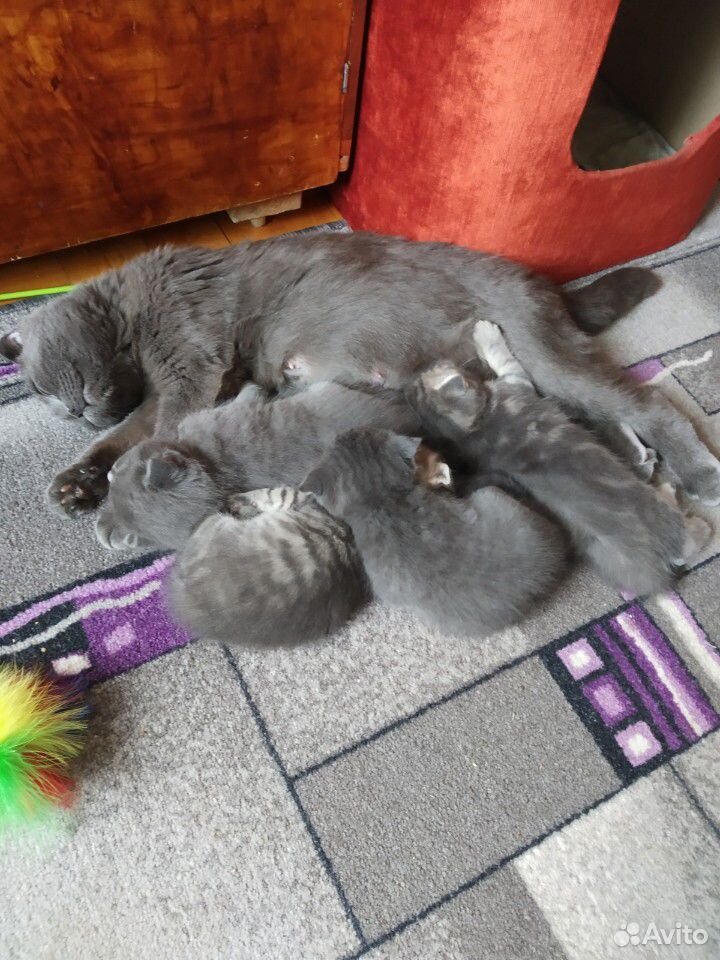 Продам котят, шотландские веслоухие