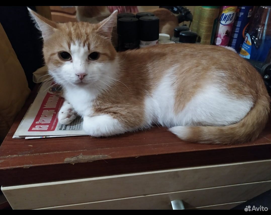 Кот Тимофей в дар