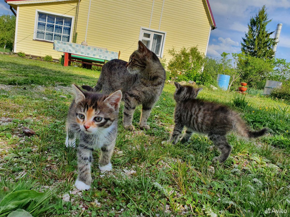 Котёнок в добрые руки