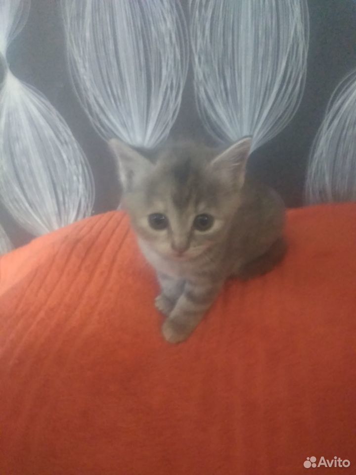Серый котенок,мальчик,1,5 месяцев