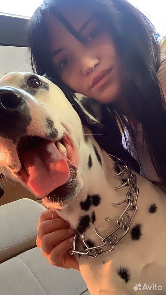 Вязка далматинца