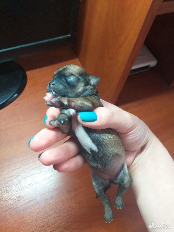 Щенки чихуахуа