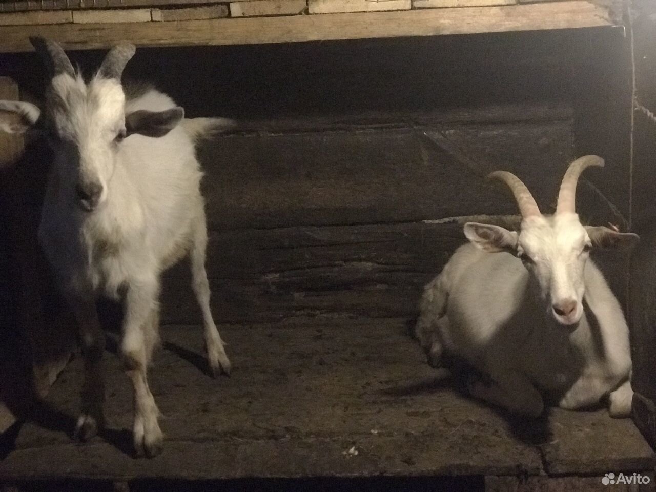 Козы на продажу