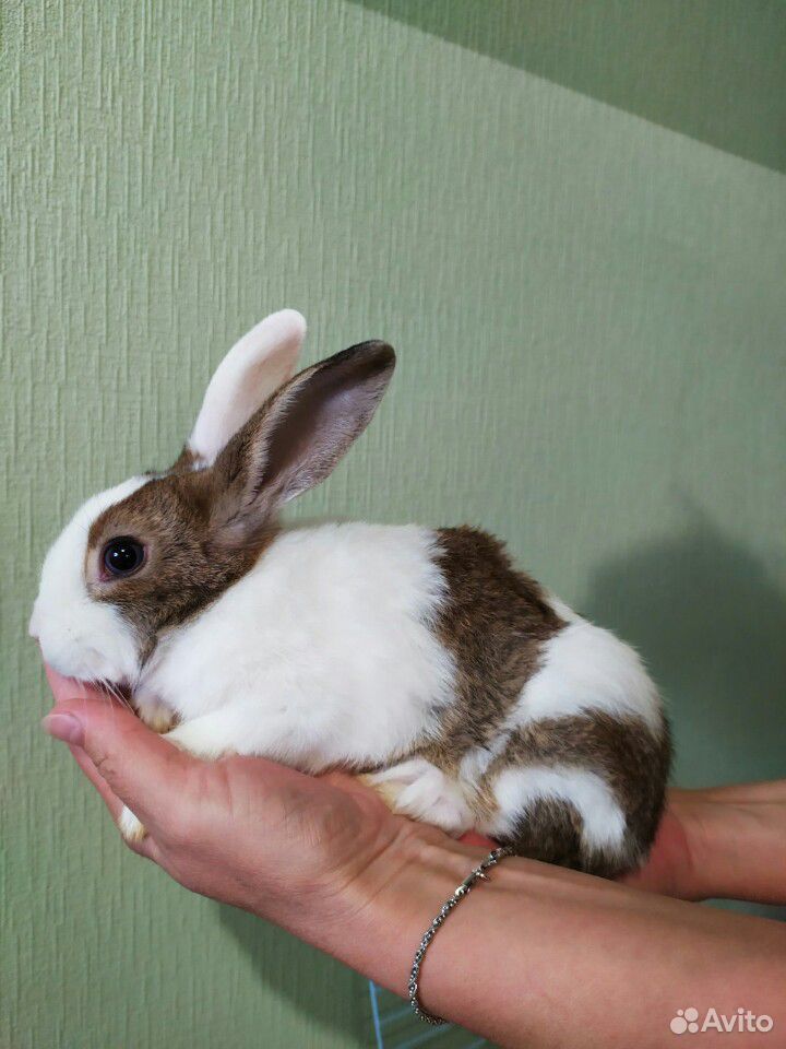 Карликовый кролик