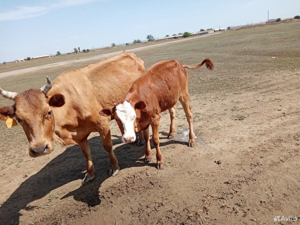 Корова с теленком