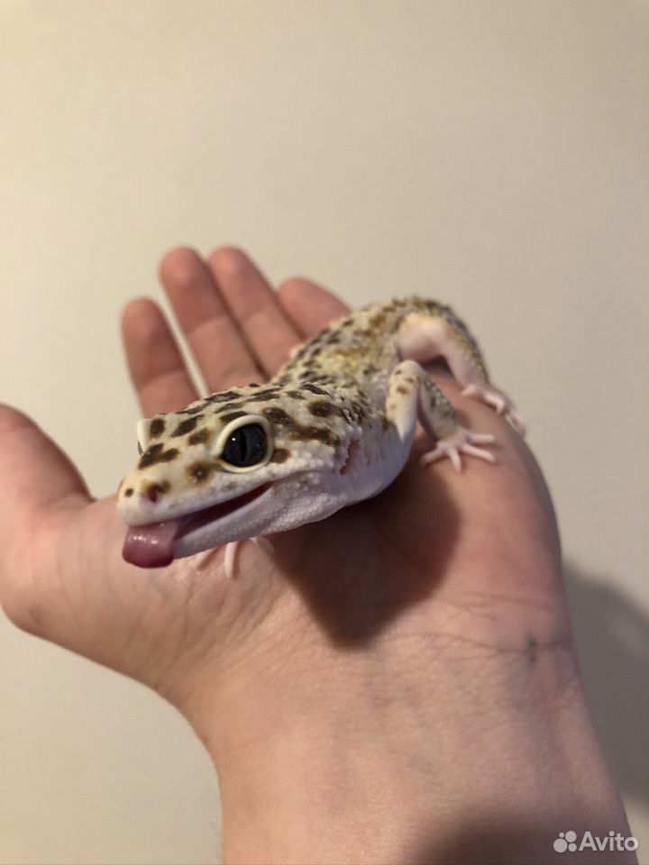 Эублефар самец 2 года