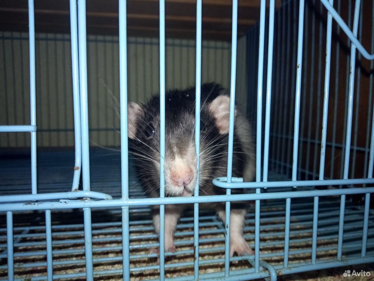 Две крысы вместе с клеткой