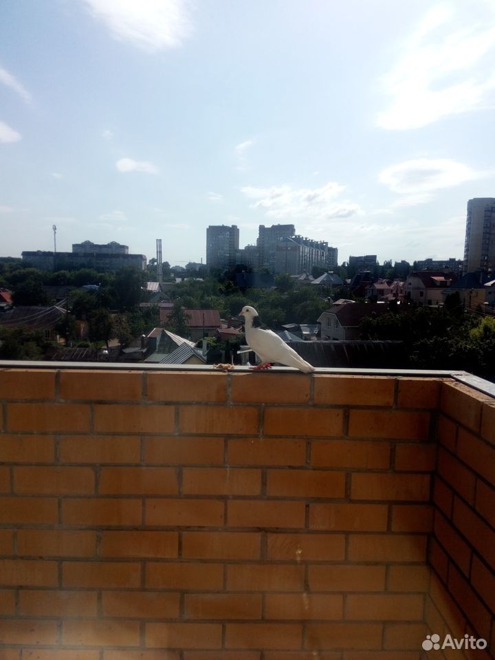 Голубь бесплатно