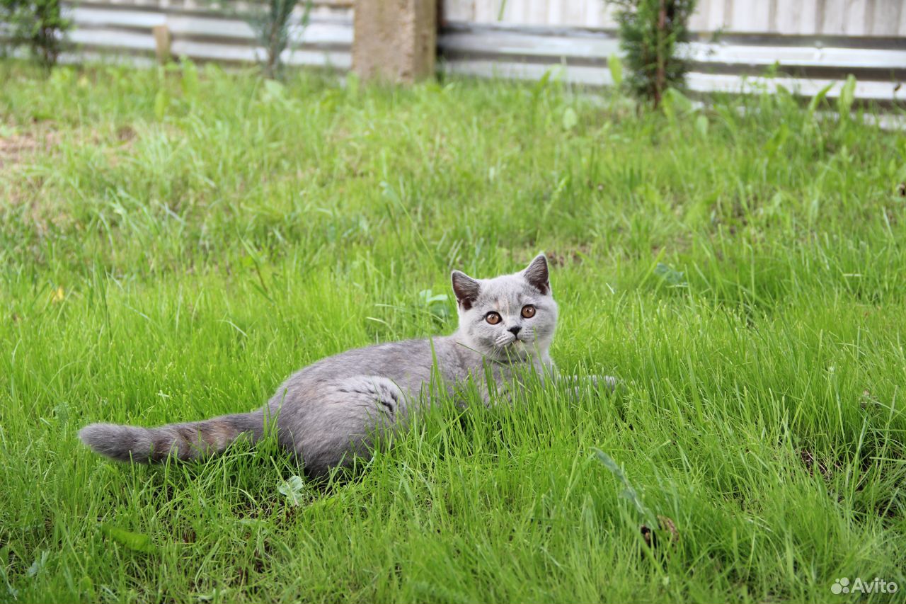Британские котята