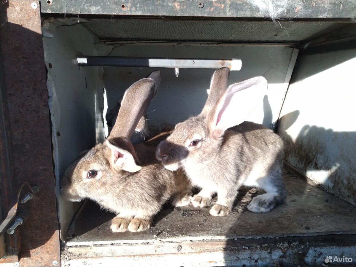 Кролик1.5года Крол и крольчиха