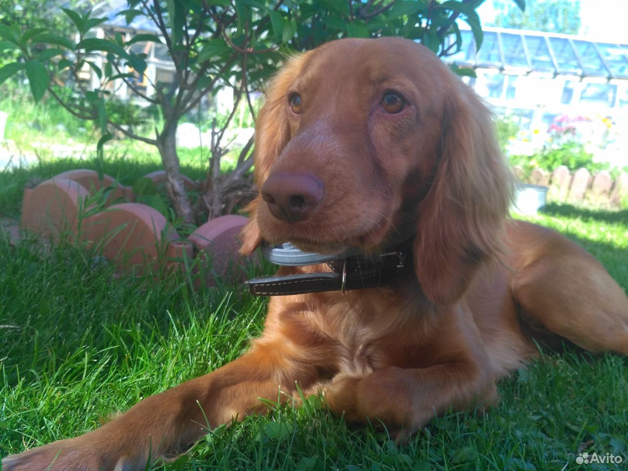 Вязка спаниеля