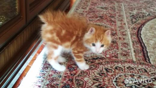 Котенок курильский бобтейл