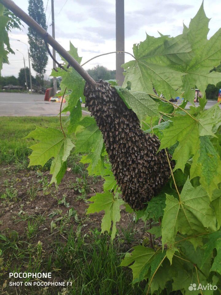 Сниму рой пчёл