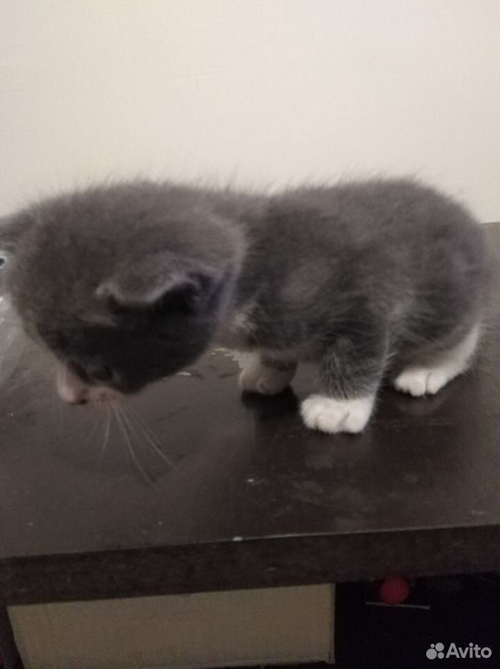 Котятам 20 дней