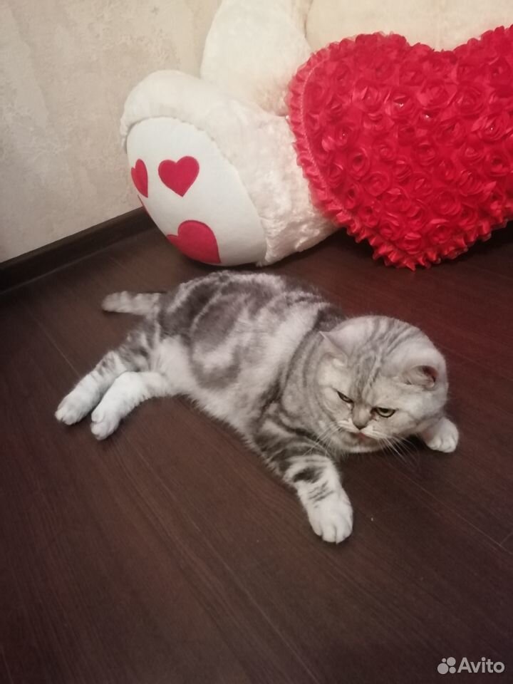 Отдадим бесплатно британскую кошку