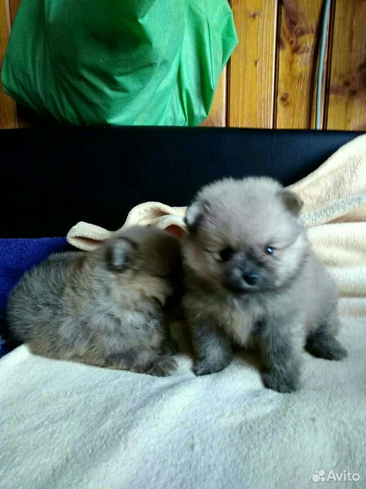 Плюшки померашки