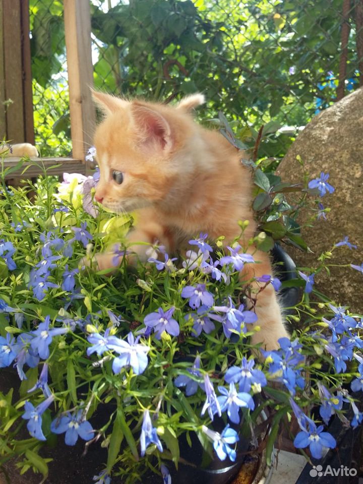 Котенок деревенский Колтуши