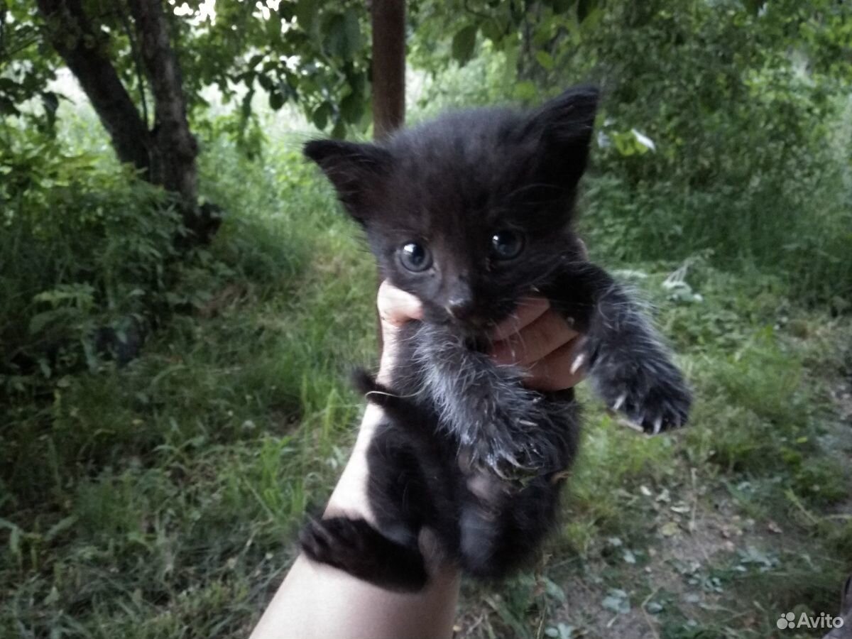 Котенок (девочка) от бездомной кошки