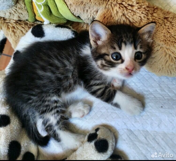 Котёнка забрали у живодеров нужен новый дом