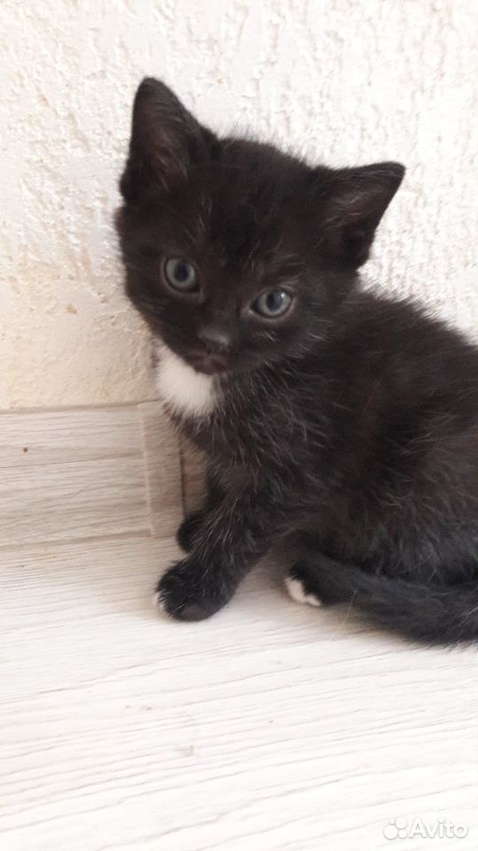 Котенок Буч ищет дом