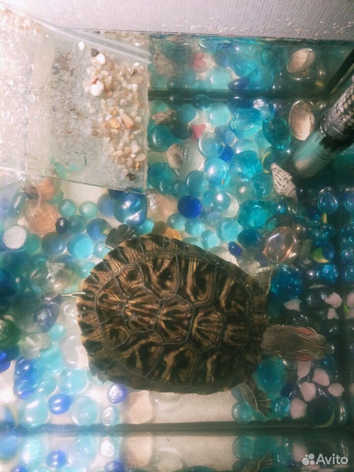 Барсик - красноухая черепаха