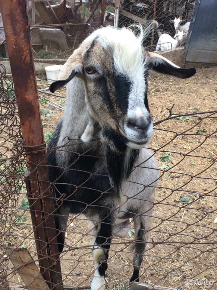 Козел нубийский