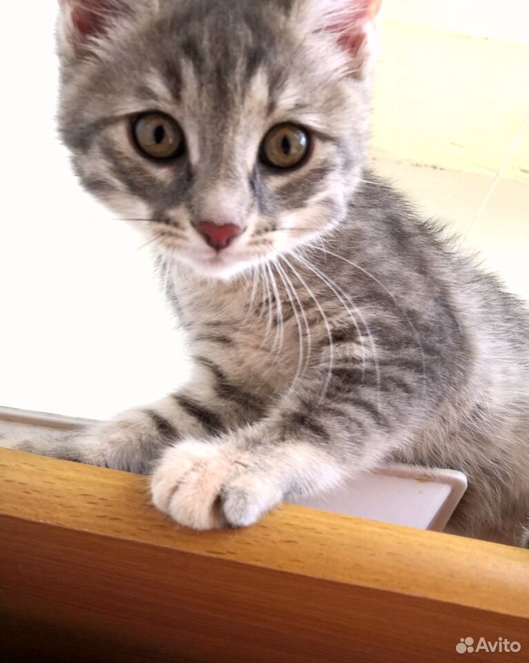 Пристраивается образованный Которебенок "Нора"