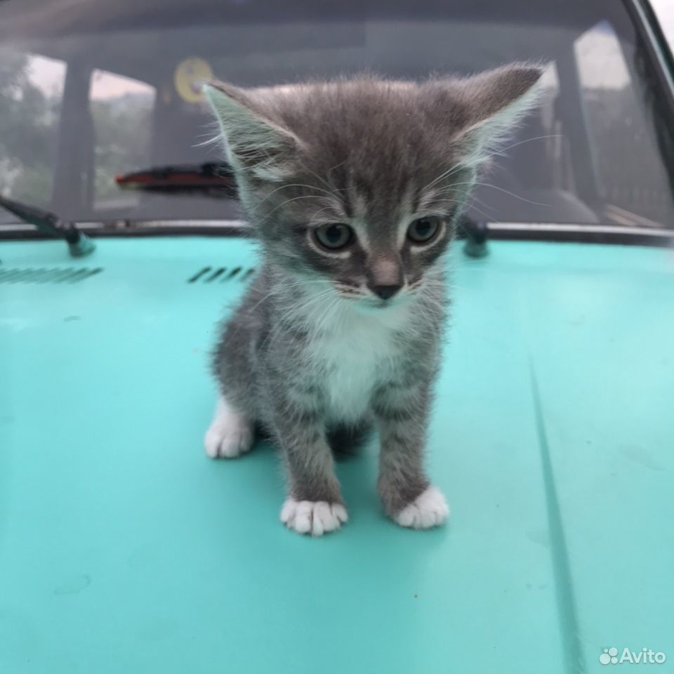 Котенок девочка