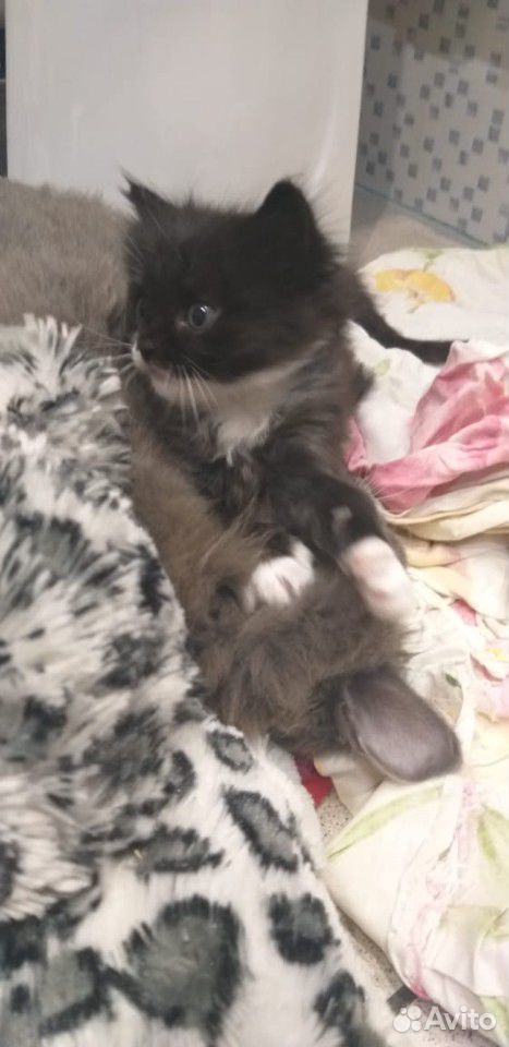 Котёнок