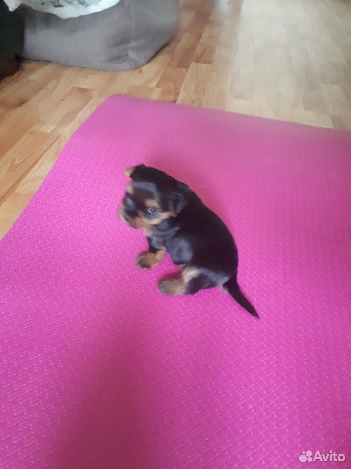 Продам щенка йоркширского терьера