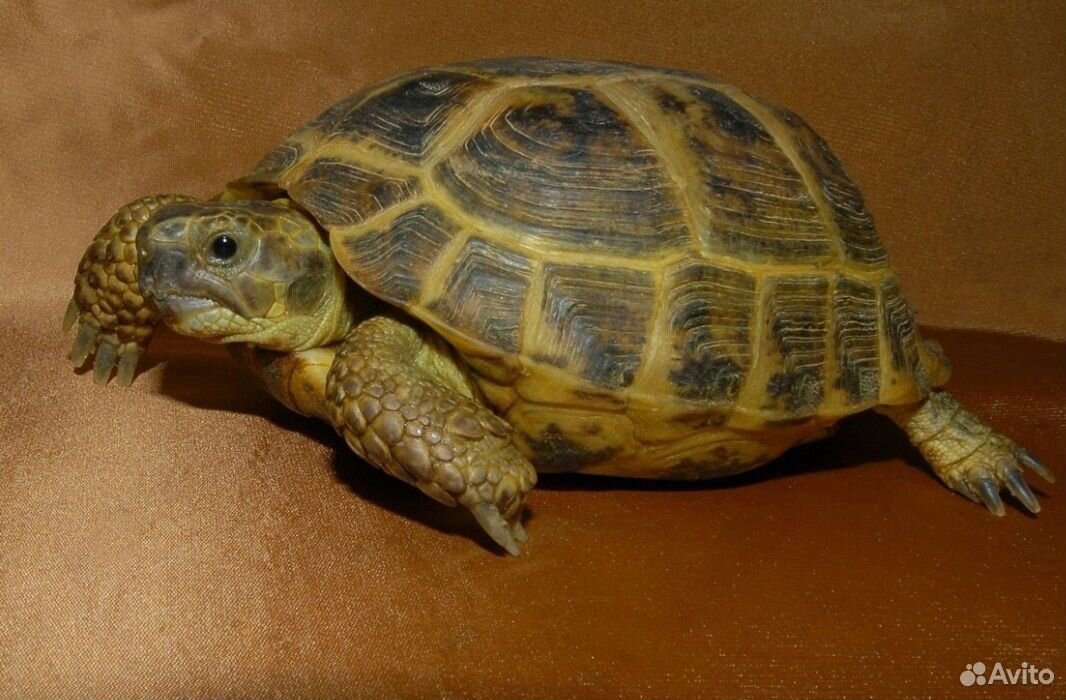 Черепаха сухопутная