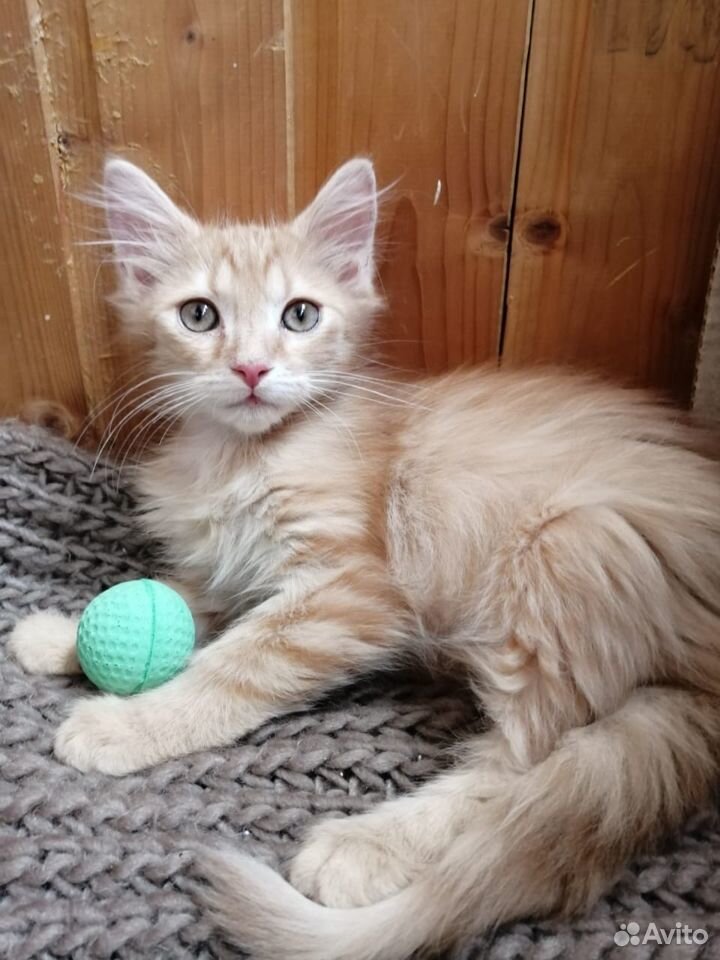Котенок в добрые руки