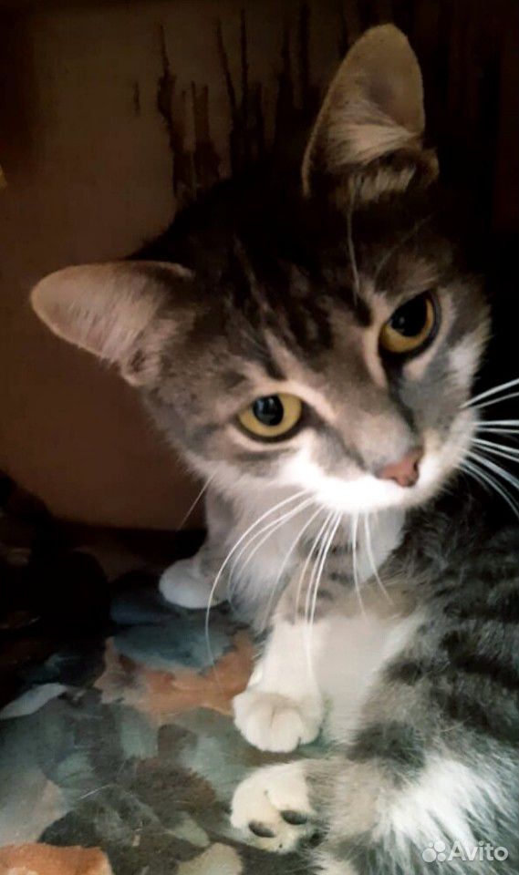 Кошка Мурочка