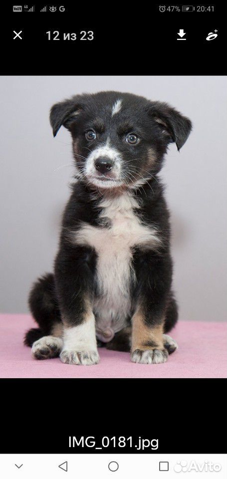 2х мес щенок Марик в дар