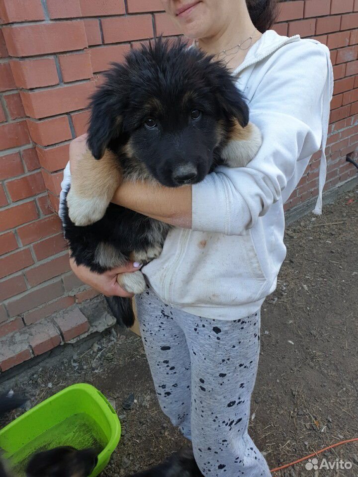 Собака