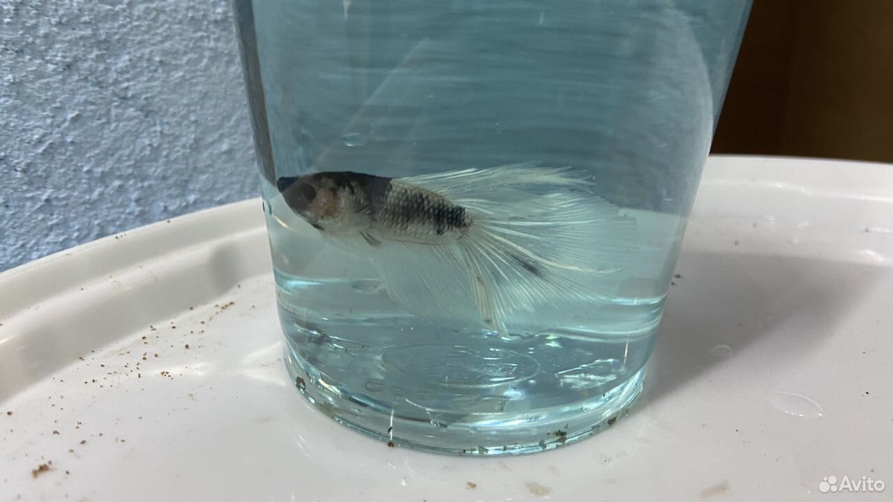 Петушок супердельта снежный мрамор