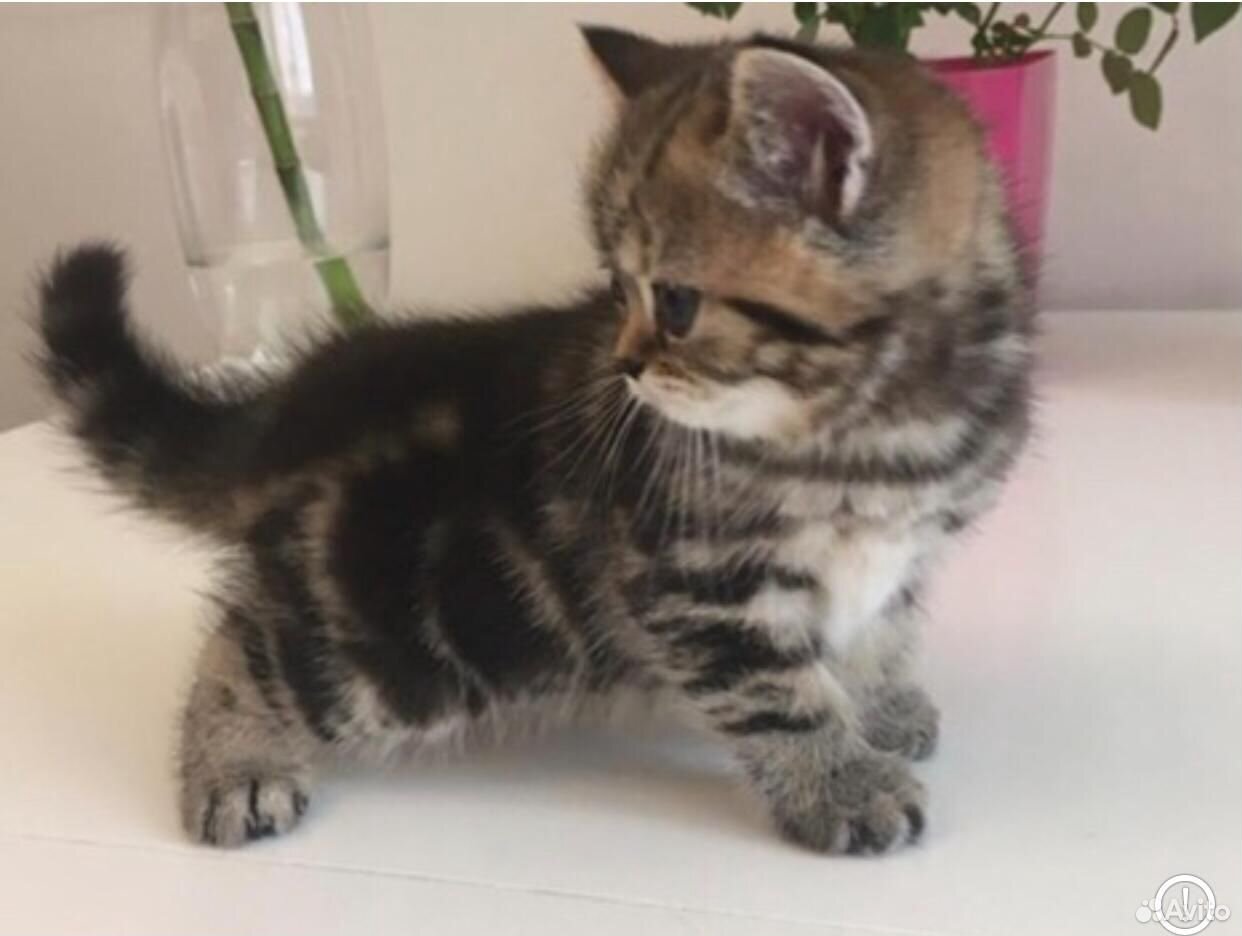 Котята. Чистокровные британцы