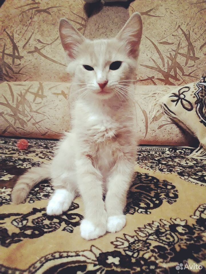 Котёнок в ответственные руки