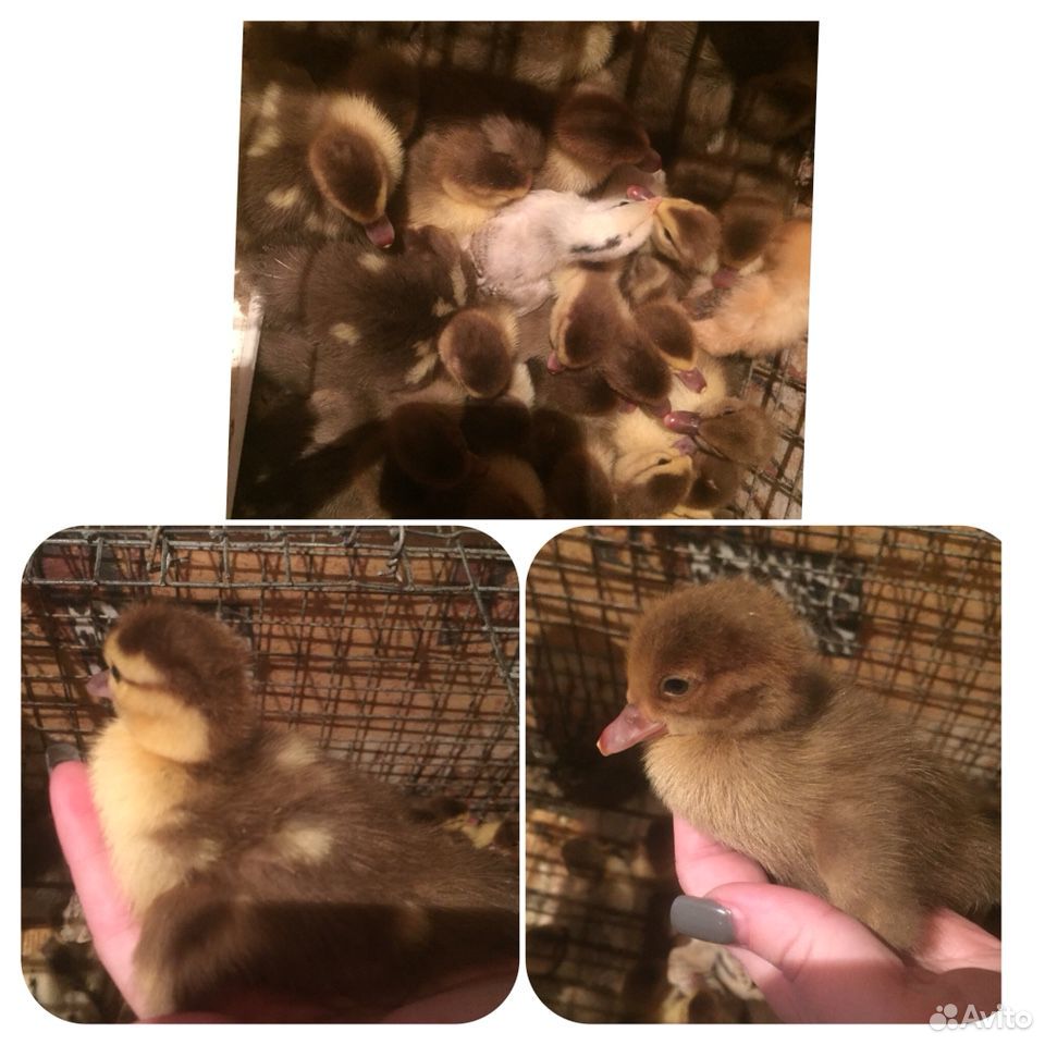 Домашние индоутята