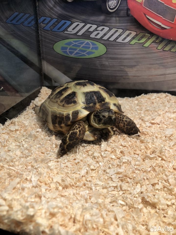 Черепаха сухопутная вместе с аквариумом и подсветк