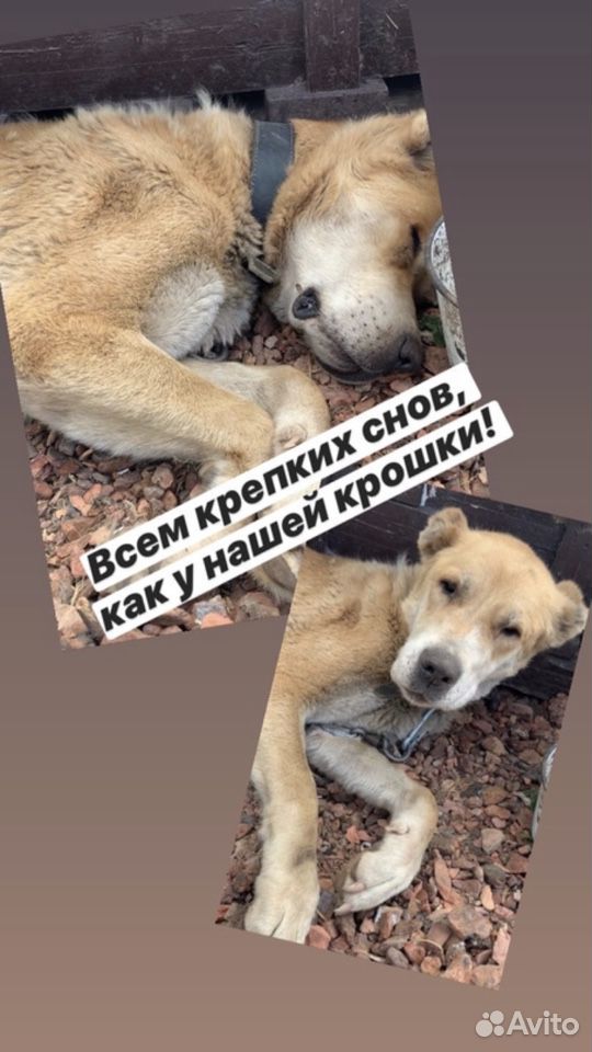 Альфа в добрые руки