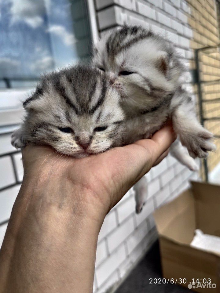 Котята, вислоухие британцы